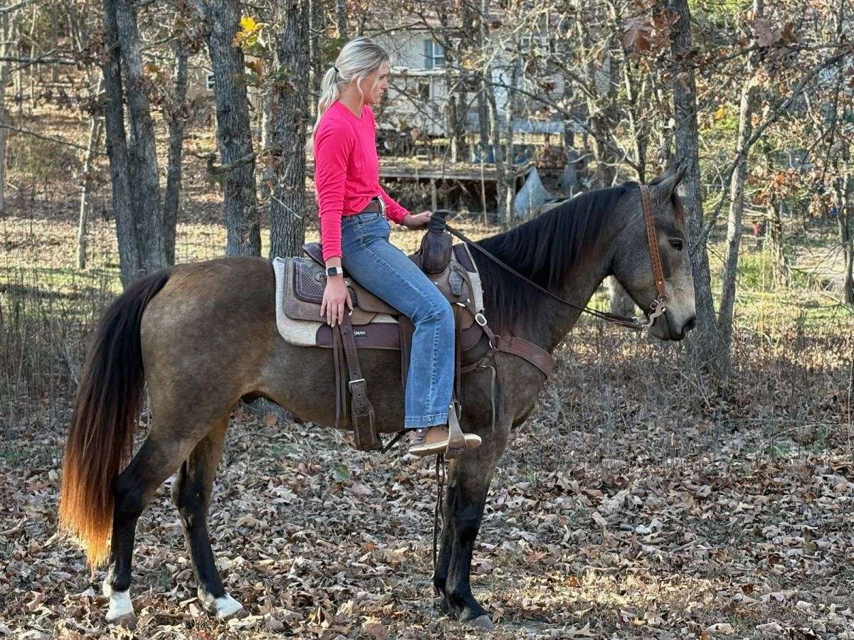 Gentle Broke to Ride Buckskin Gelding Nice Family Horse - Little Smokey