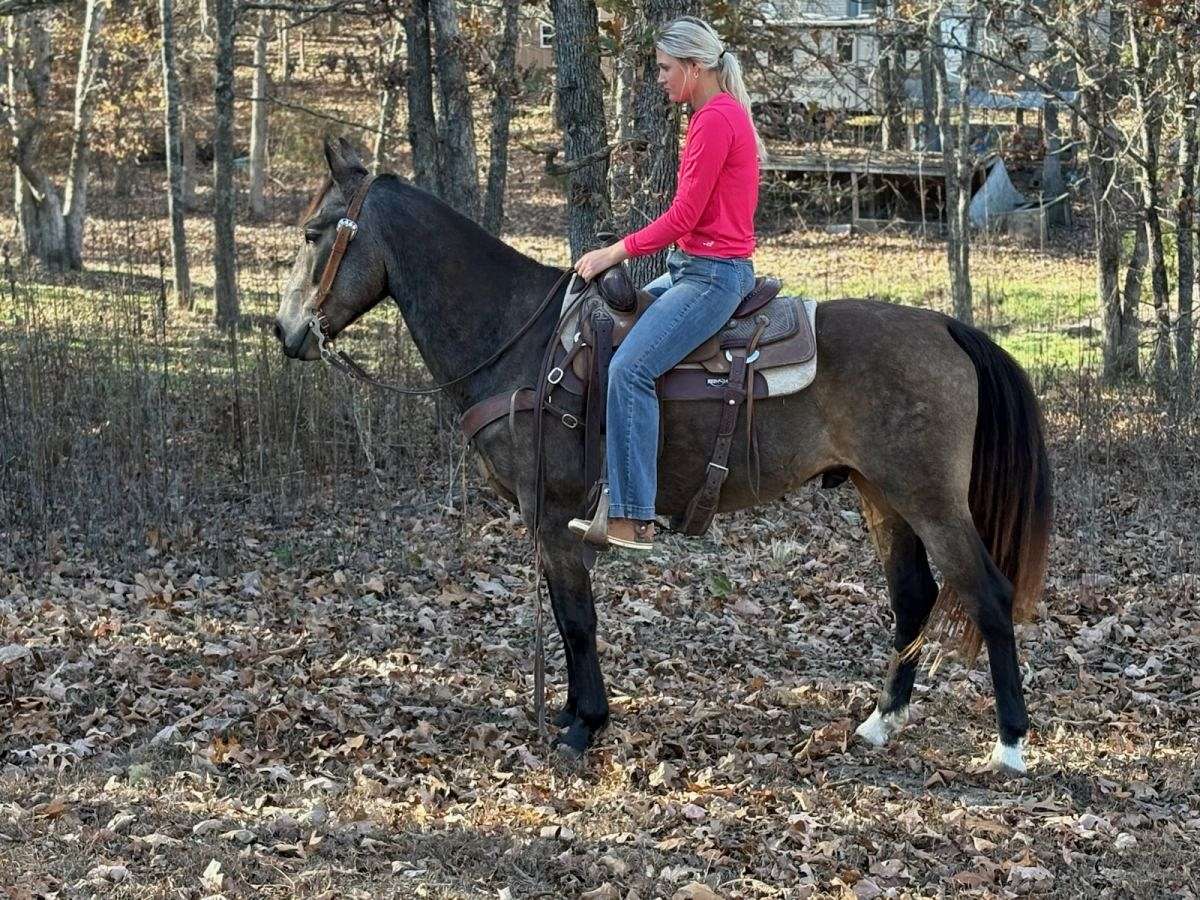 Gentle Broke to Ride Buckskin Gelding Nice Family Horse - Little Smokey