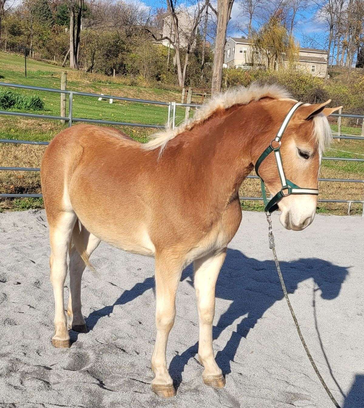 Cute Gentle Haflinger Baby
