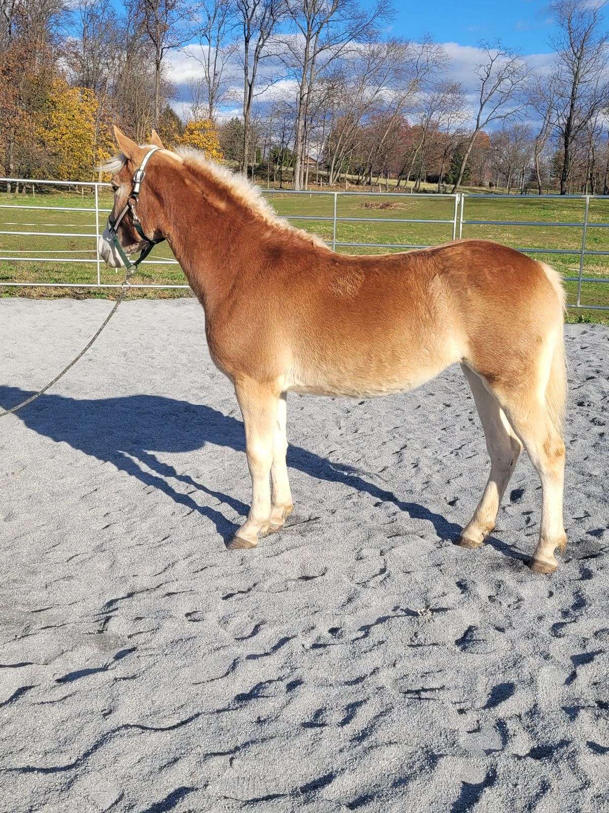Cute Gentle Haflinger Baby