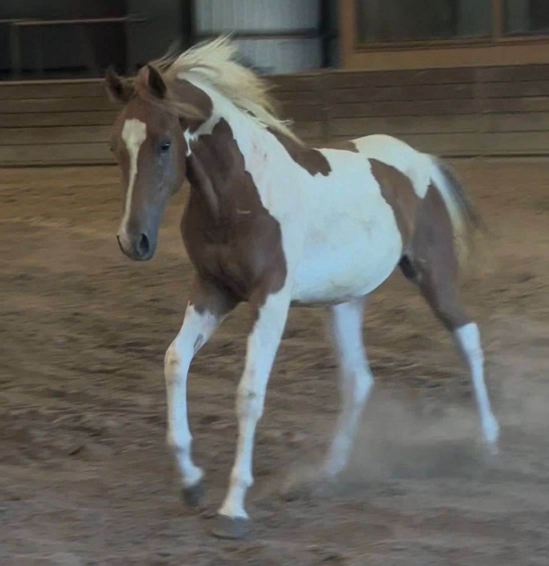 Half Arab Gelding