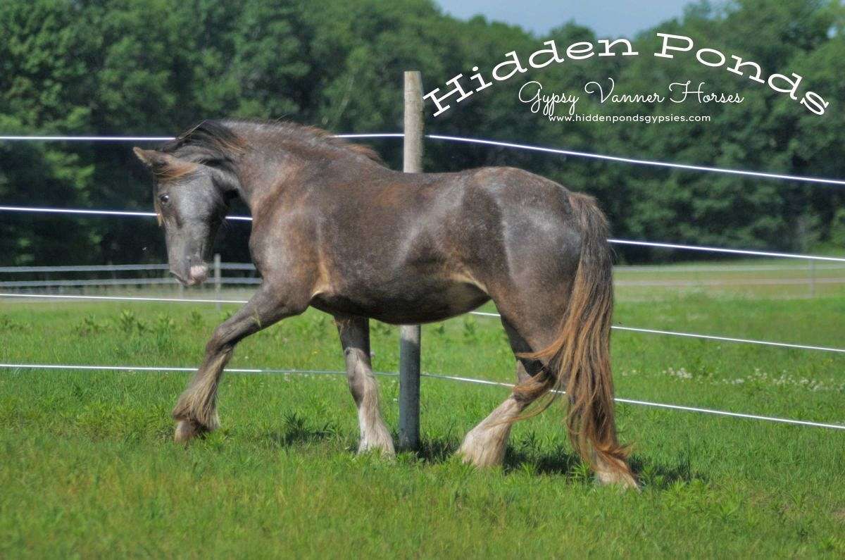 Homozygous Lp (Appaloosa) Gypsy Vanner Filly