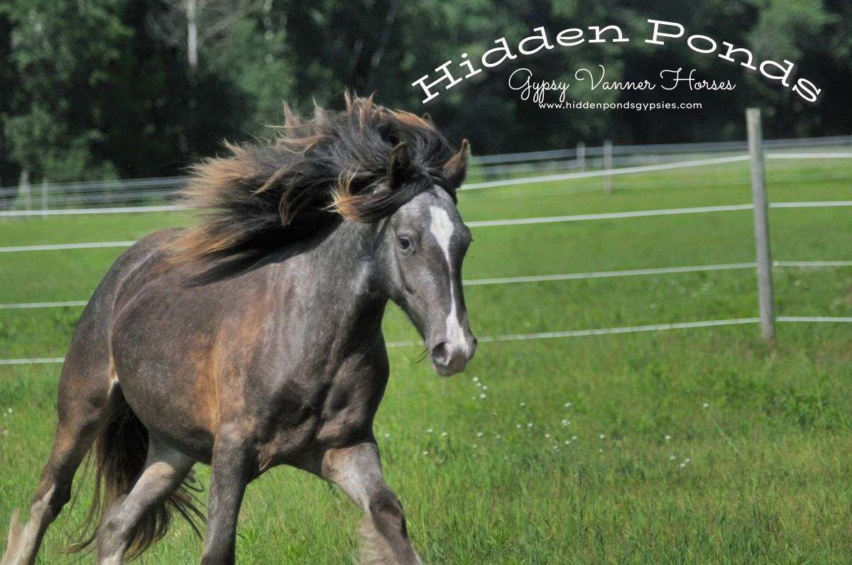 Homozygous Lp (Appaloosa) Gypsy Vanner Filly
