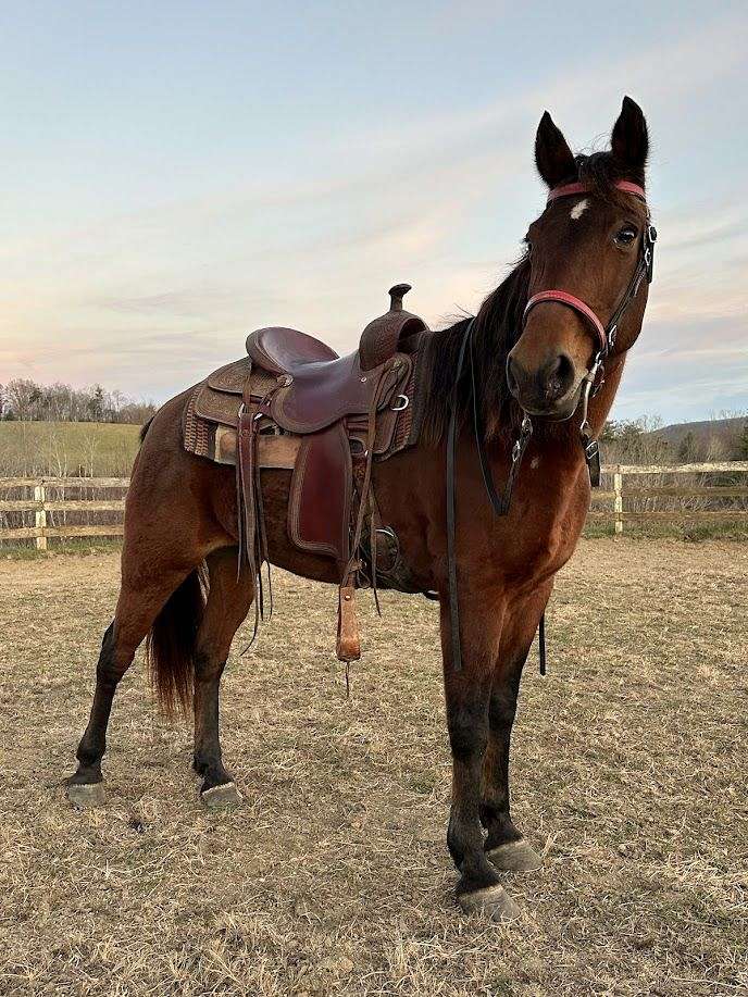 Molly - Tennessee Walking Horse Mare for Any Rider