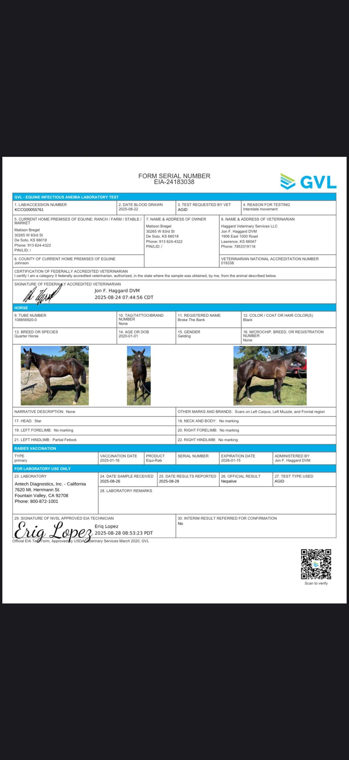 American Quarter Horse/ America Paint