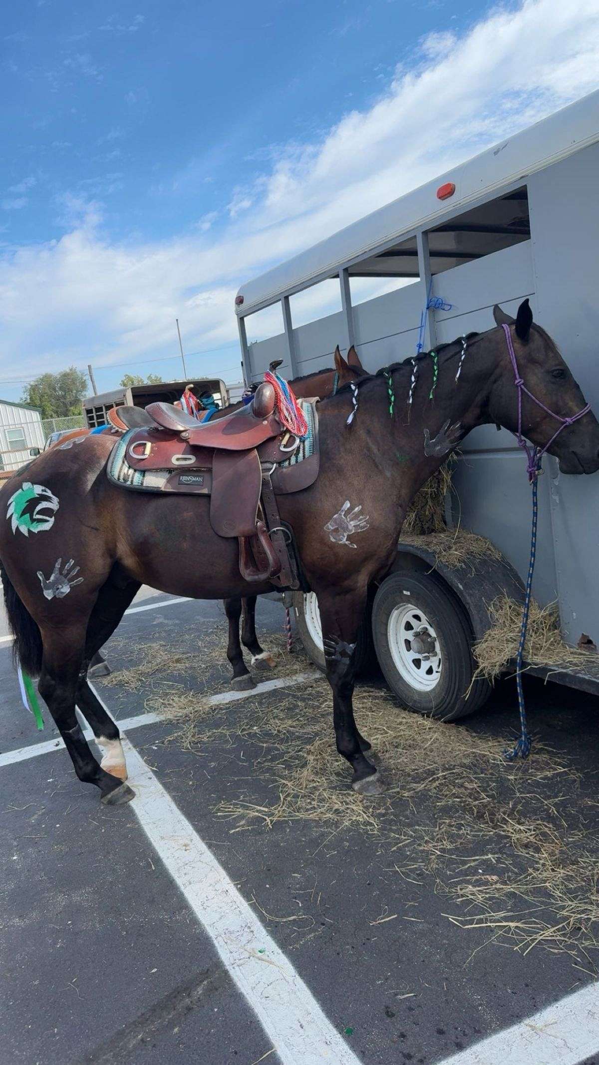 American Quarter Horse/ America Paint