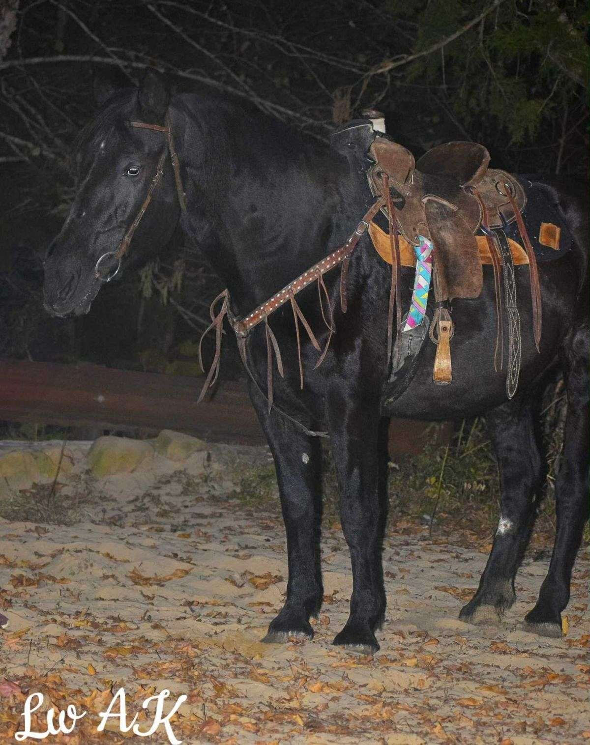 Black Percheron Mare