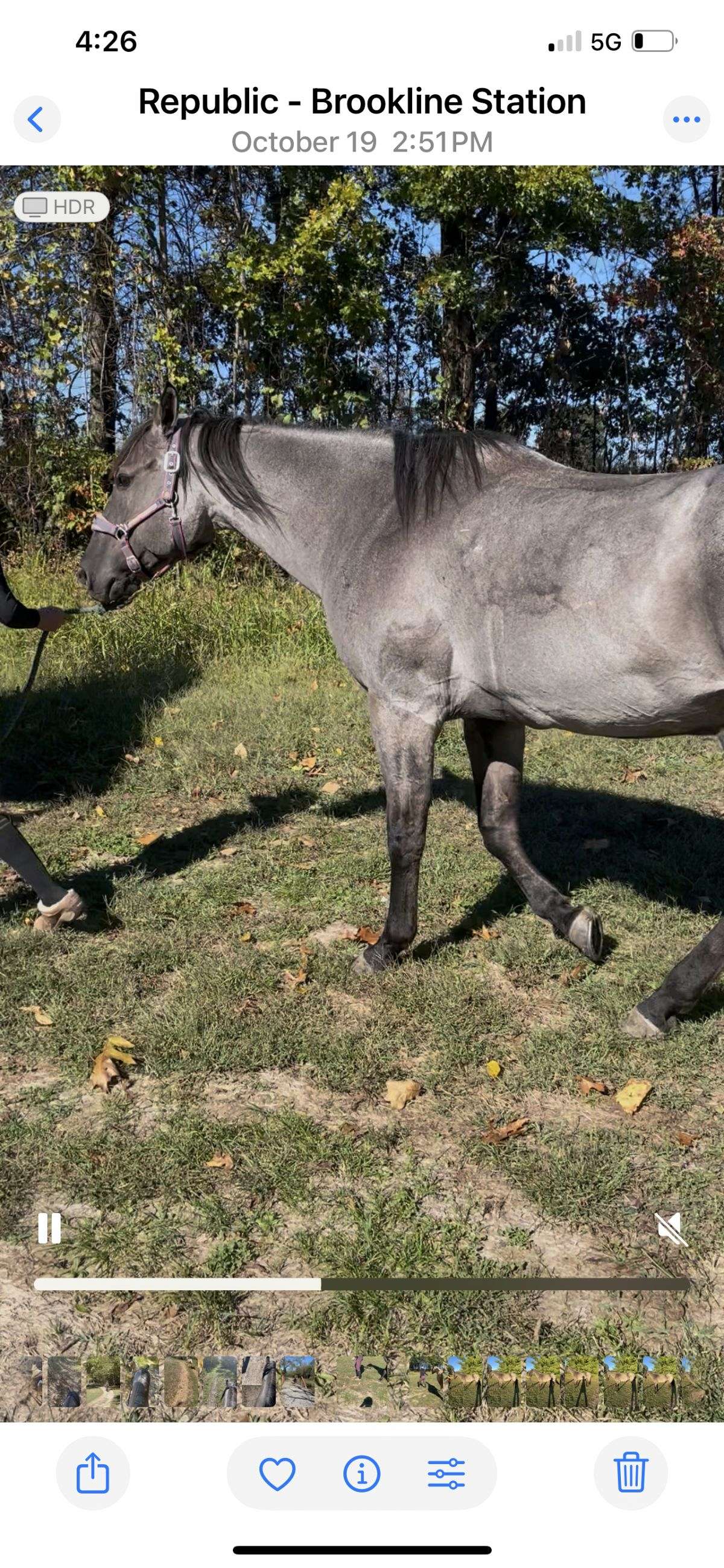 Big Blue Roan Draft Cross Gelding - Five Years Old