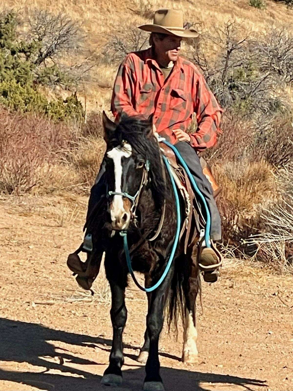 Beautiful Bay Mustang Gelding