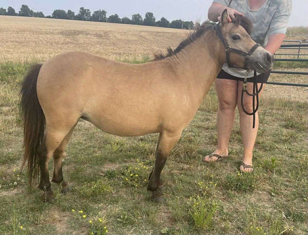 Beautiful Buckskin Mare