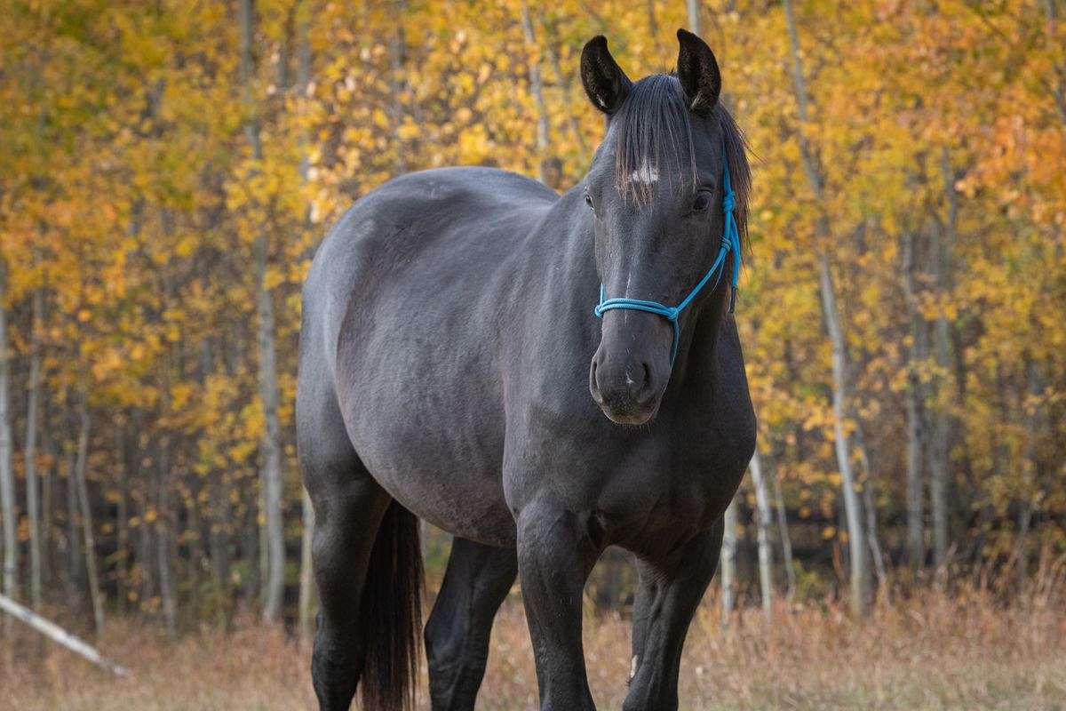 Black Casparo Yearling