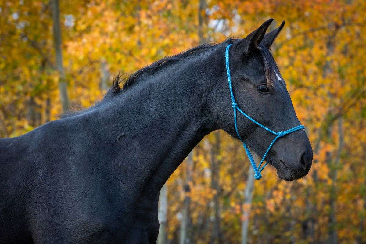 Black Casparo Yearling
