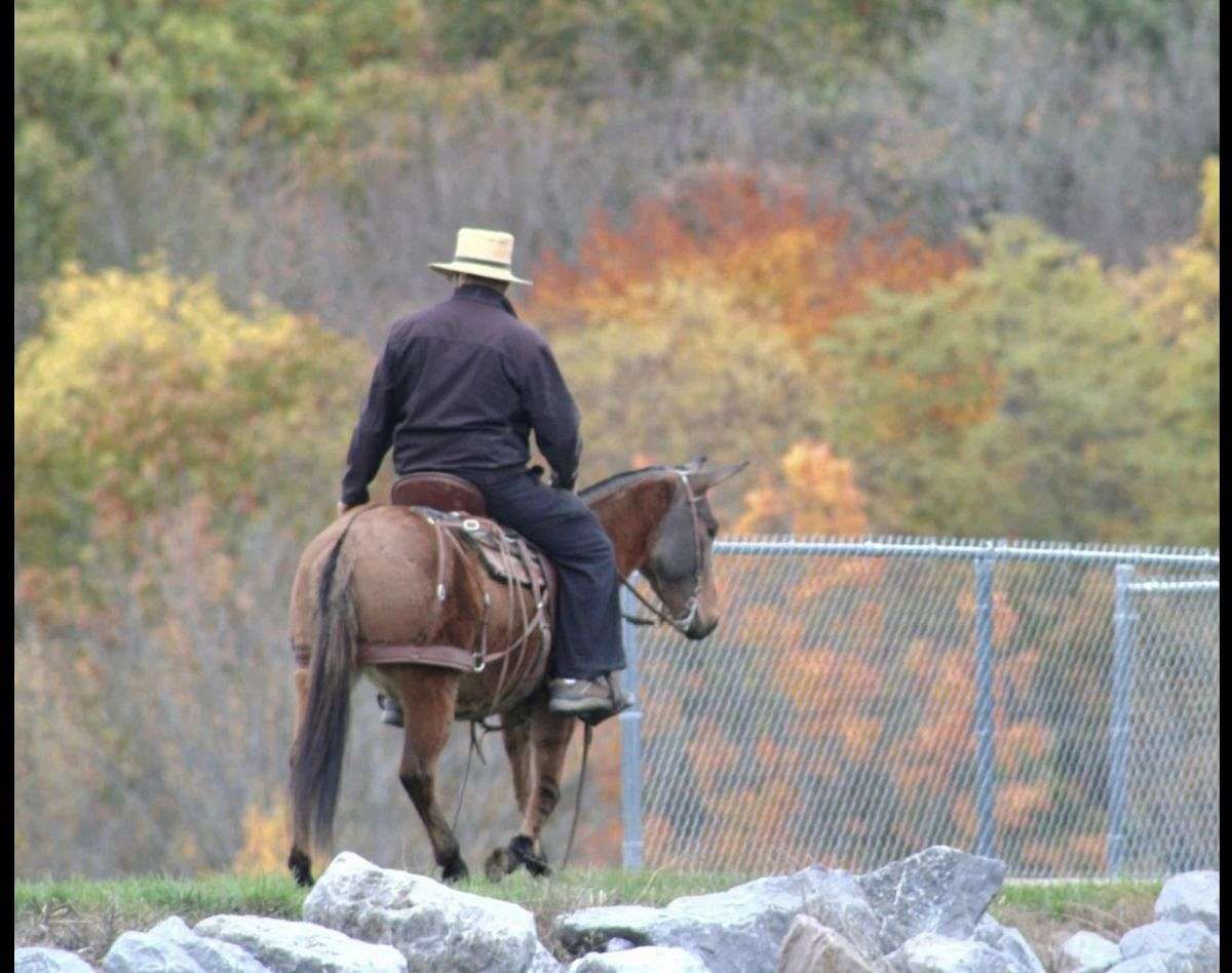 Perfect Family 8 Yr Old Red Dun Molly Mule!