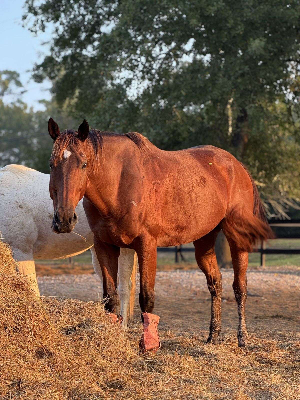 Big Bay Project Mare