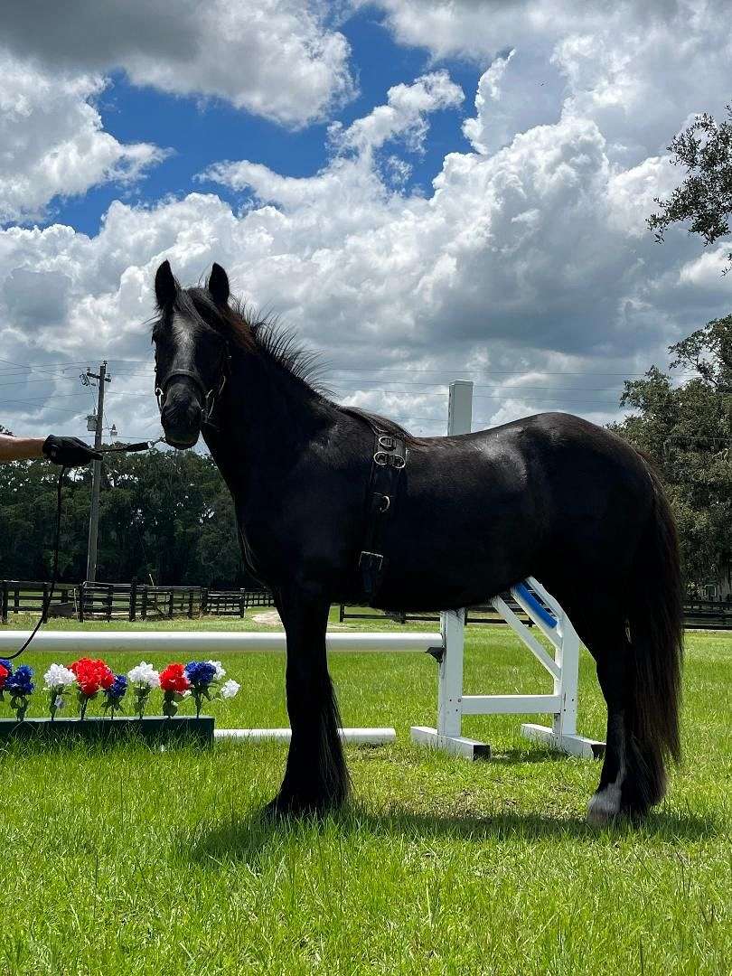 2024 Dales Pony Gelding