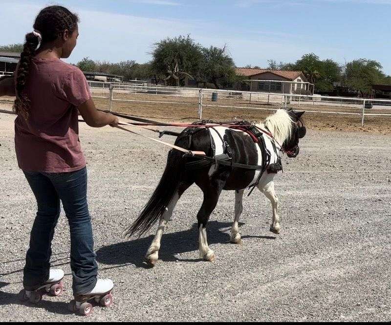 Molly 38"Black Tobiano Mini Horse Mare ** Rides-Drives Kid Safe