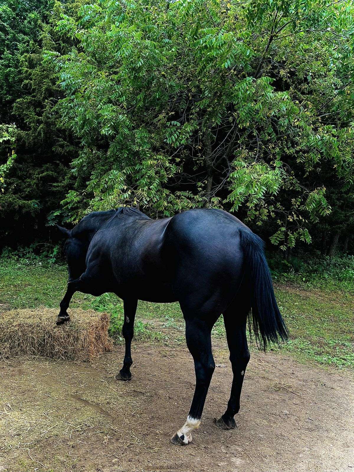 Beautiful Black Quarter Horse Mare