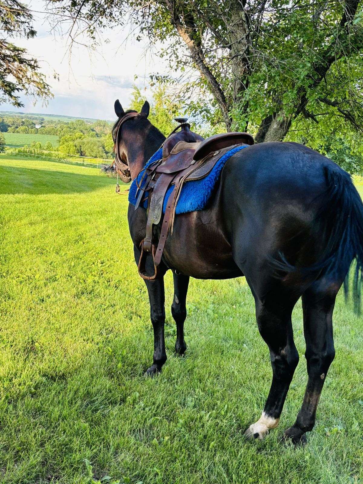 Beautiful Black Quarter Horse Mare
