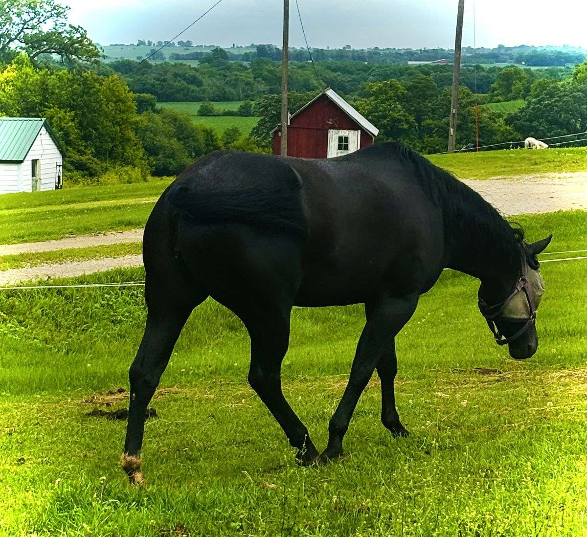 Beautiful Black Quarter Horse Mare