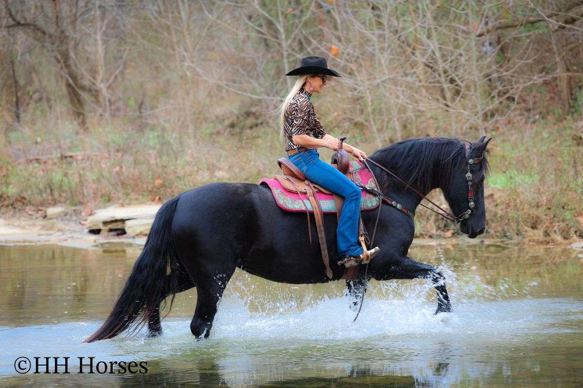 Real Fancy, Stylish Black Friesian Sport Horse Mare, Ride & Drive, Gentle