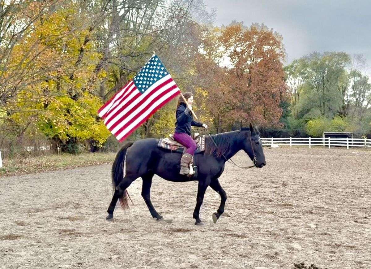 Stunning & Smooth Gaited Draft Crossbred - Broke to Ride & Drive