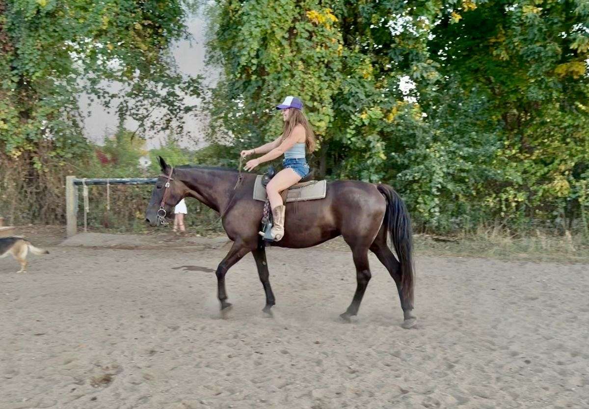 Stunning & Smooth Gaited Draft Crossbred - Broke to Ride & Drive