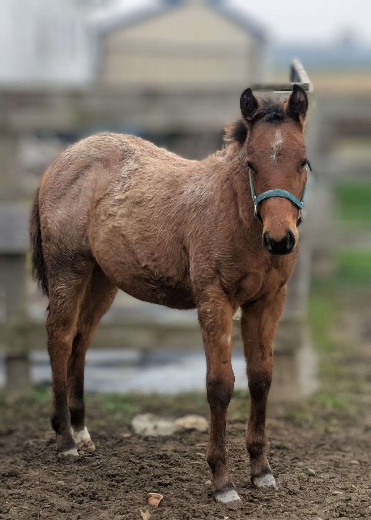 Weanling Roan AQHA Filly