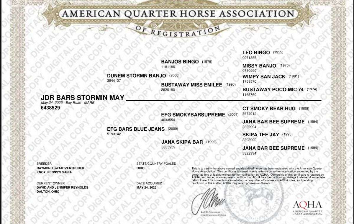 Weanling Roan AQHA Filly