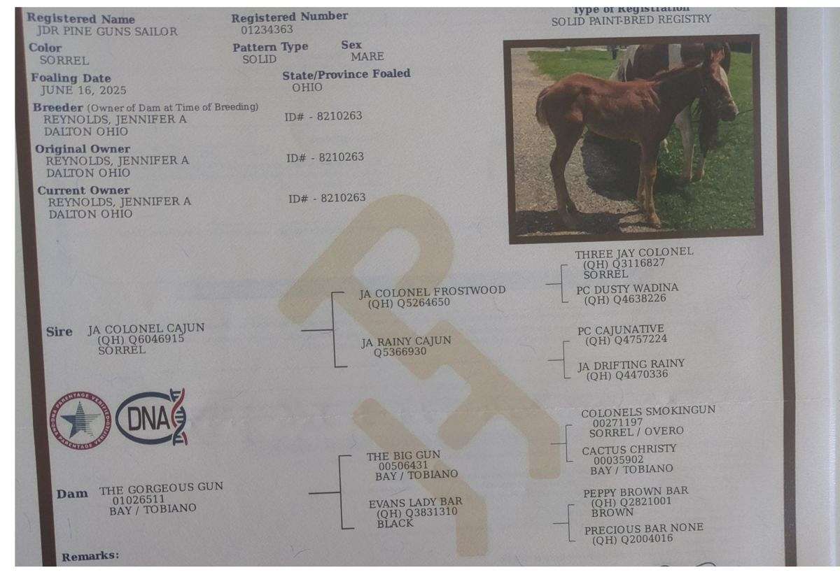 Sorrel APHA Solid Filly