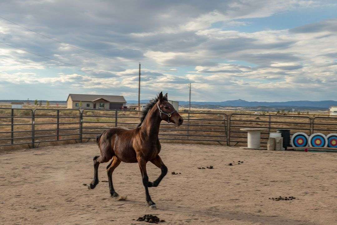 Fancy Friesian Sport Horse