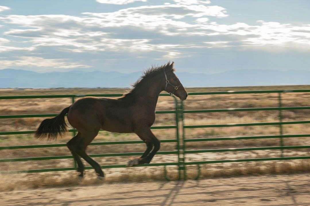 Fancy Friesian Sport Horse