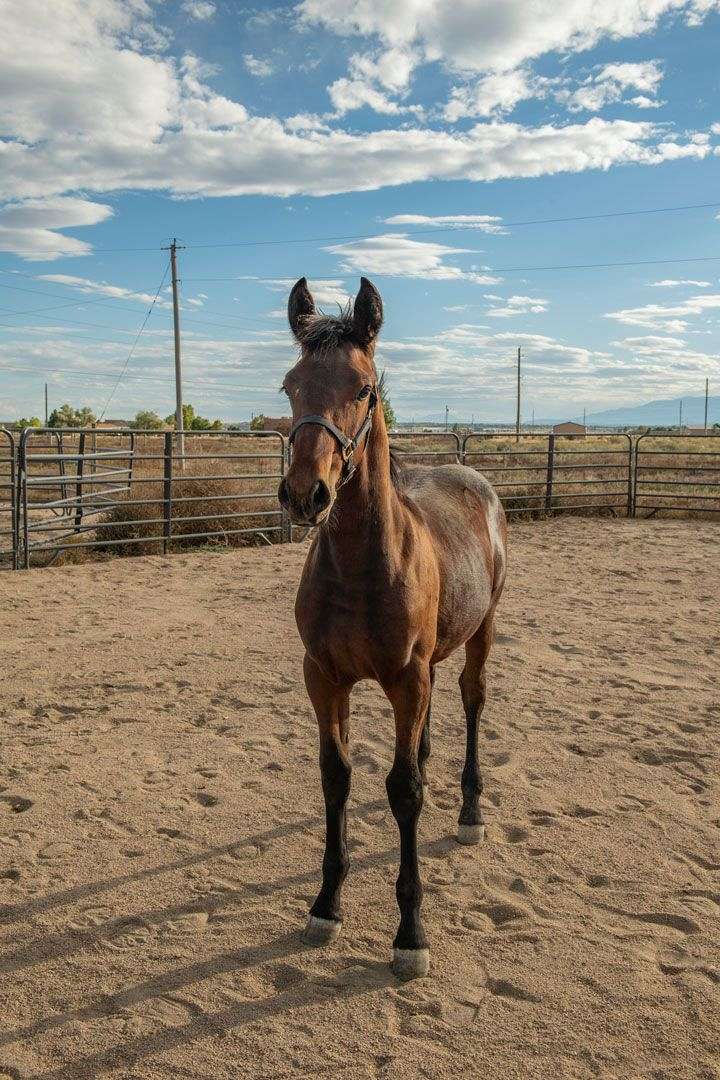 Fancy Friesian Sport Horse