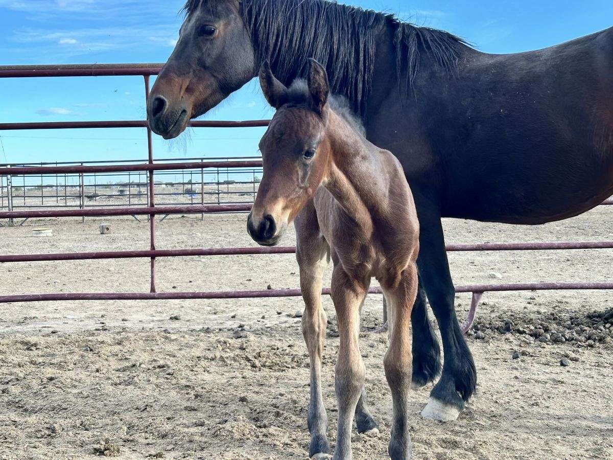 Fancy Friesian Sport Horse