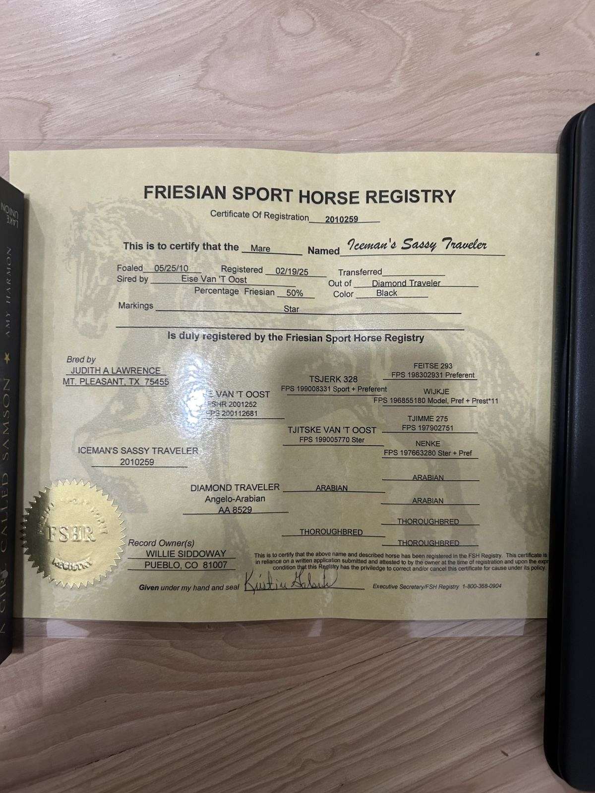 Fancy Friesian Sport Horse