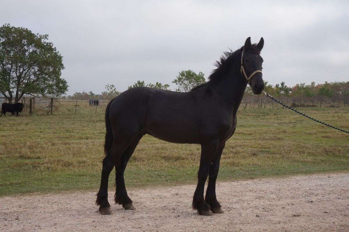 Friesian Colt