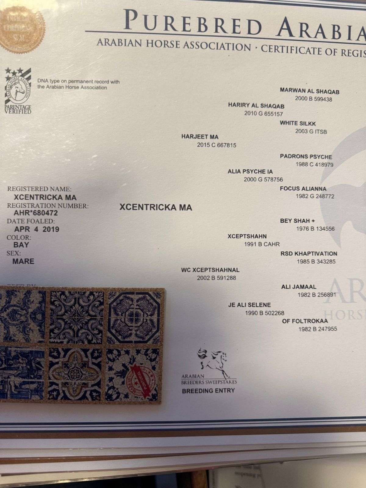 2019 Registered Arabian Mare