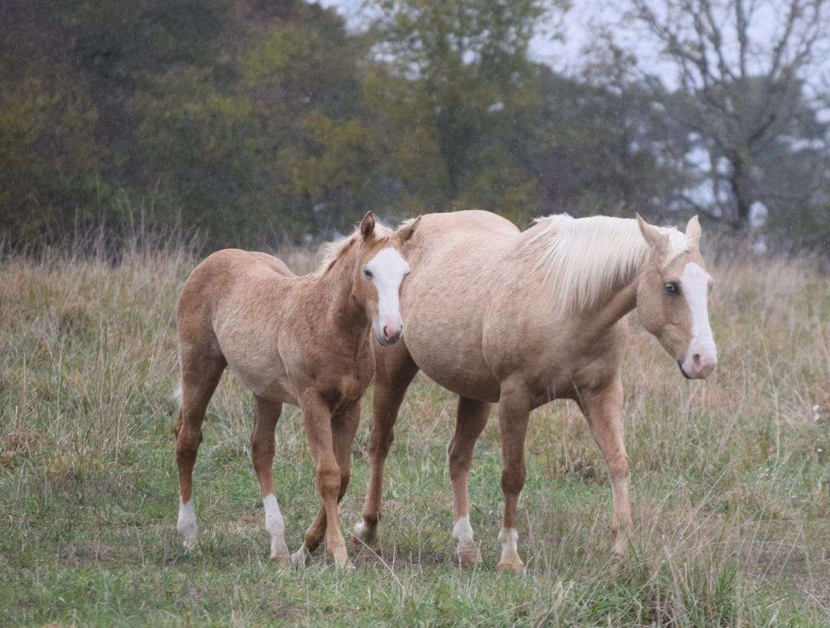 AQHA/APHA Champagne Splash