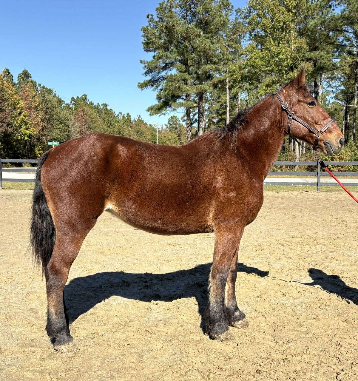 Bay Draft Mare