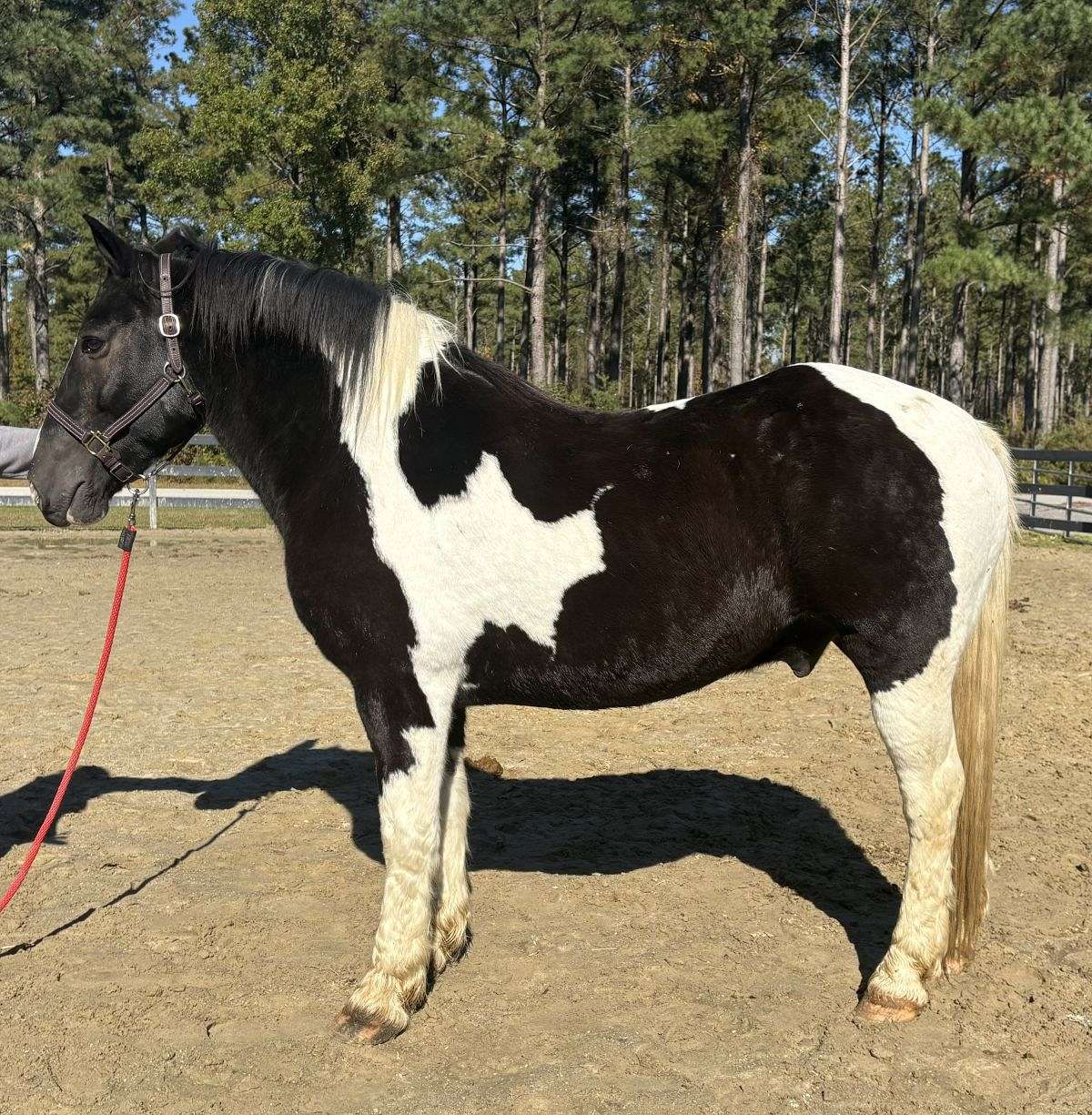 Cute Paint Gelding