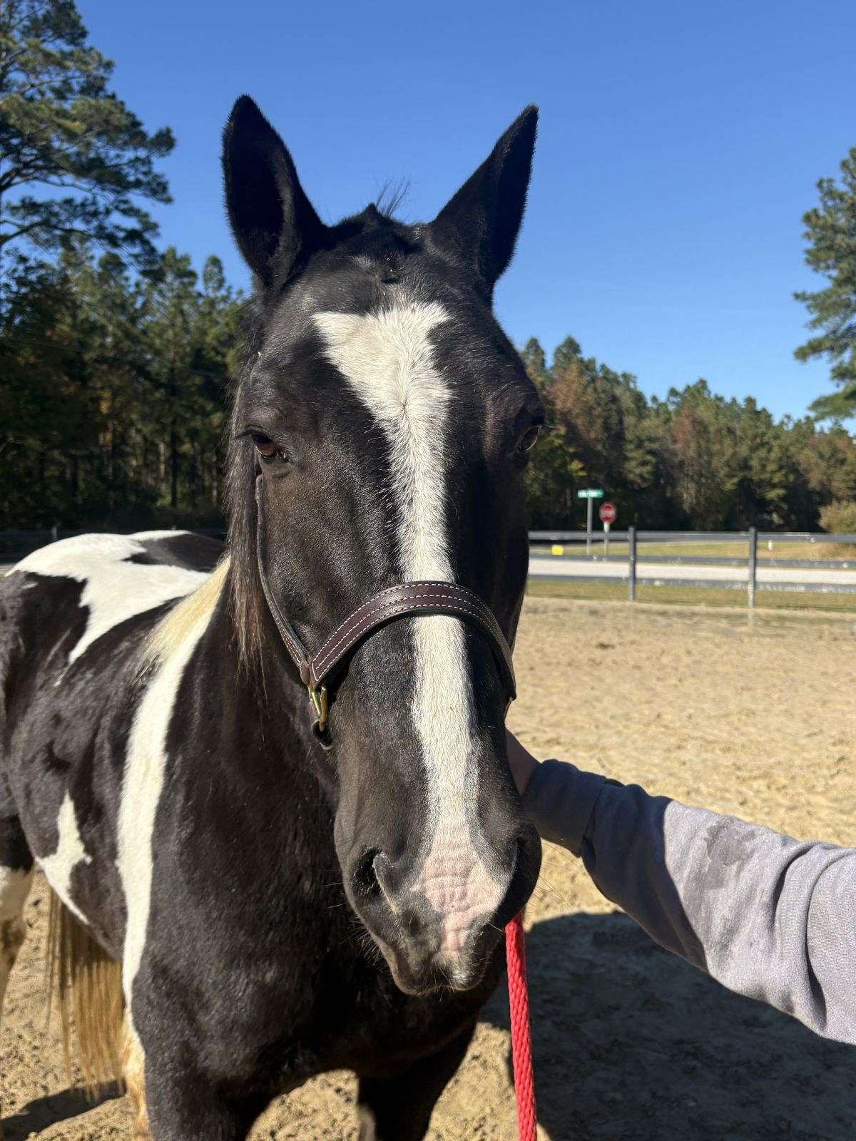Cute Paint Gelding