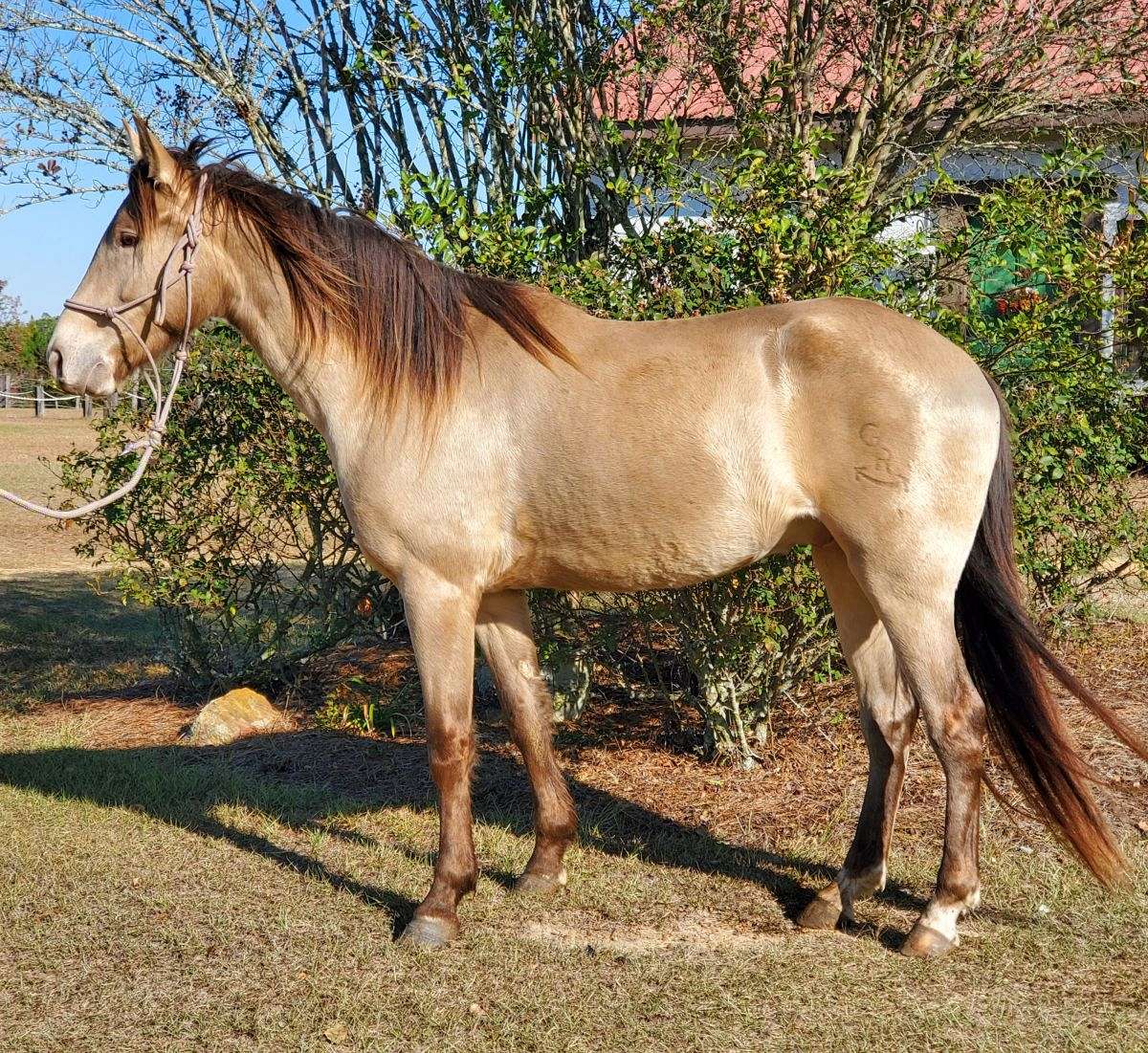 Big Ben Grade TWH Gelding
