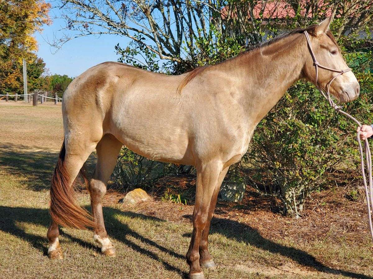 Big Ben Grade TWH Gelding