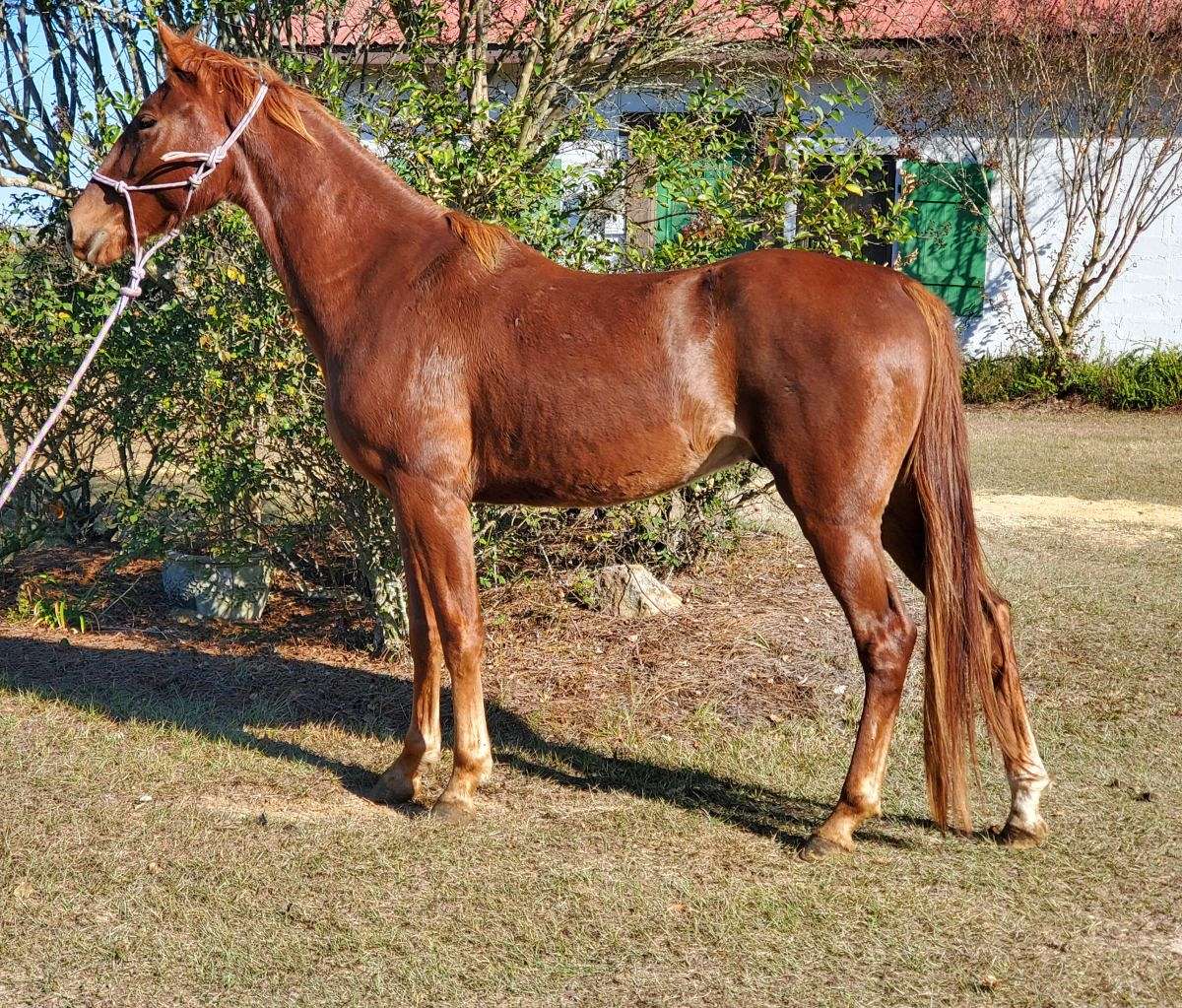 Kavanaugh "Bc", 3 Yr Reg TWH Gelding