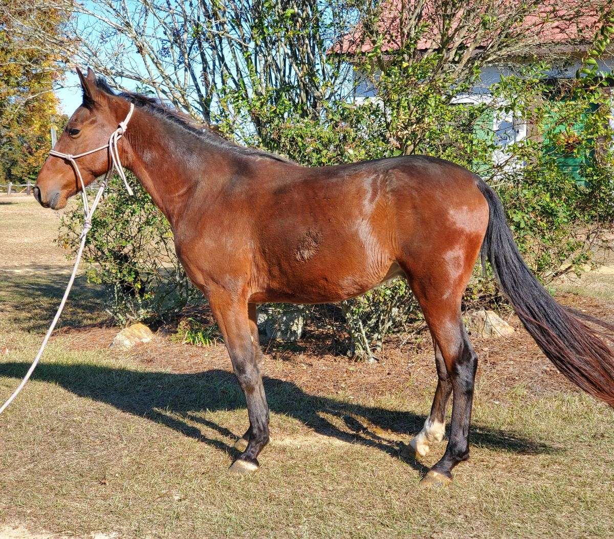 Jim Dandy in a Bay, Reg TWH Gelding