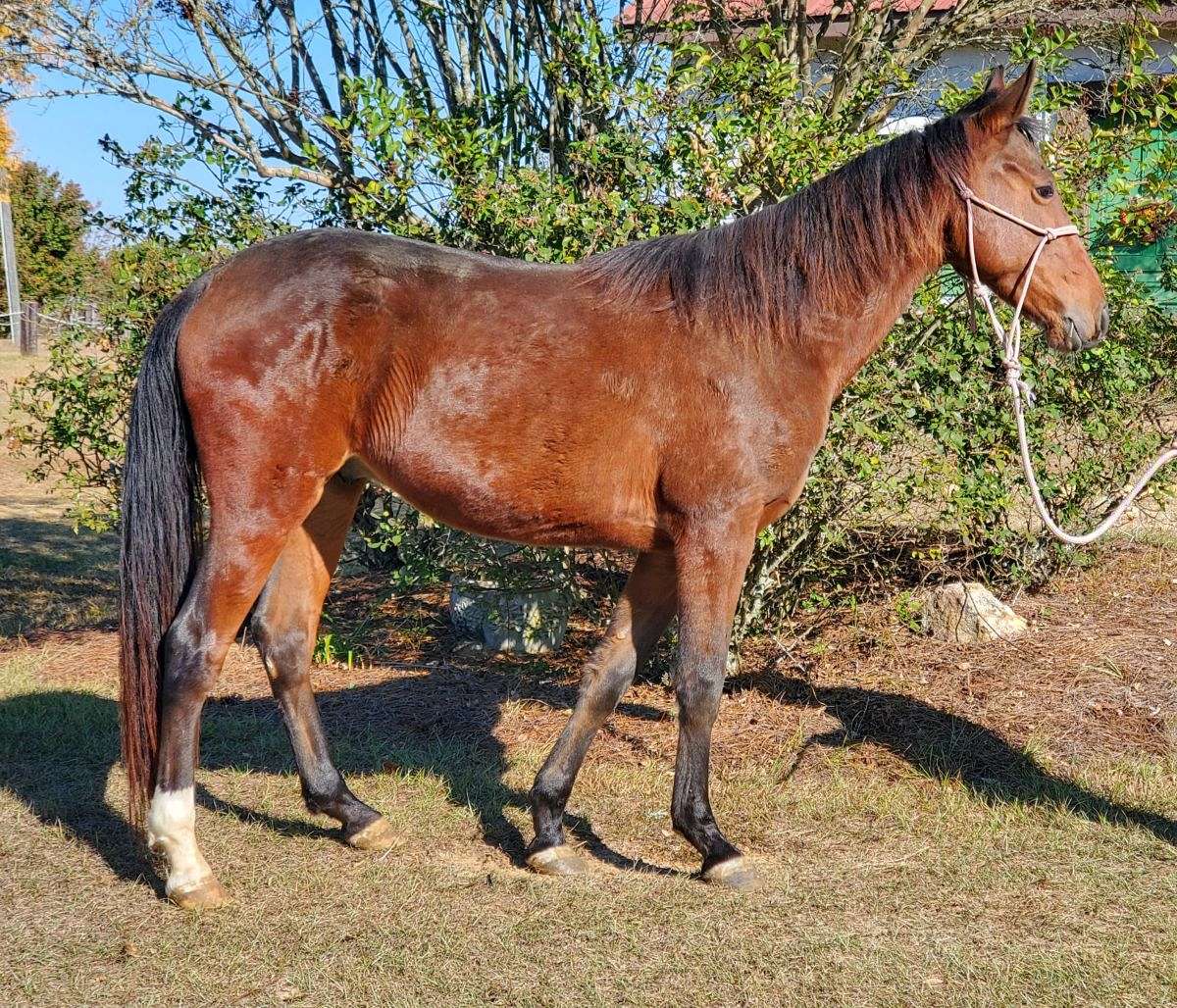 Jim Dandy in a Bay, Reg TWH Gelding