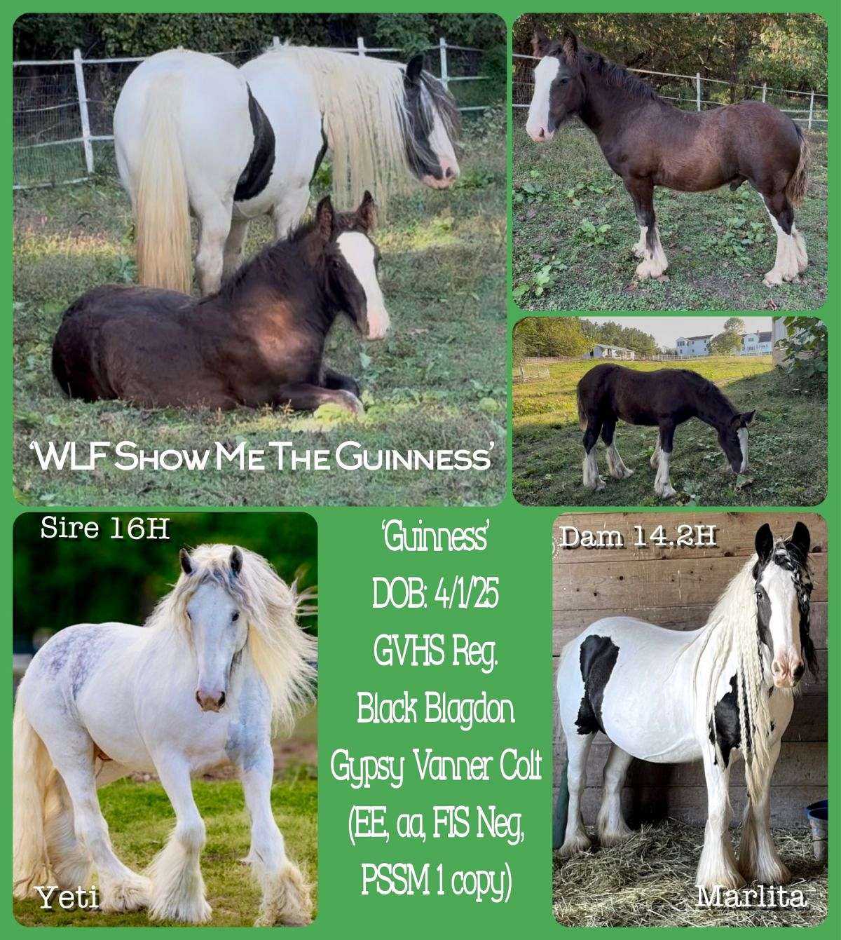 Gypsy Vanner Blk Blagdon Colt