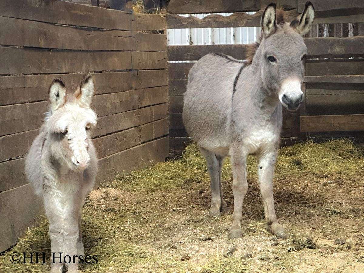 Super Cute Miniature Donkey Pair, 3 Week Old Jenny W/ Mother