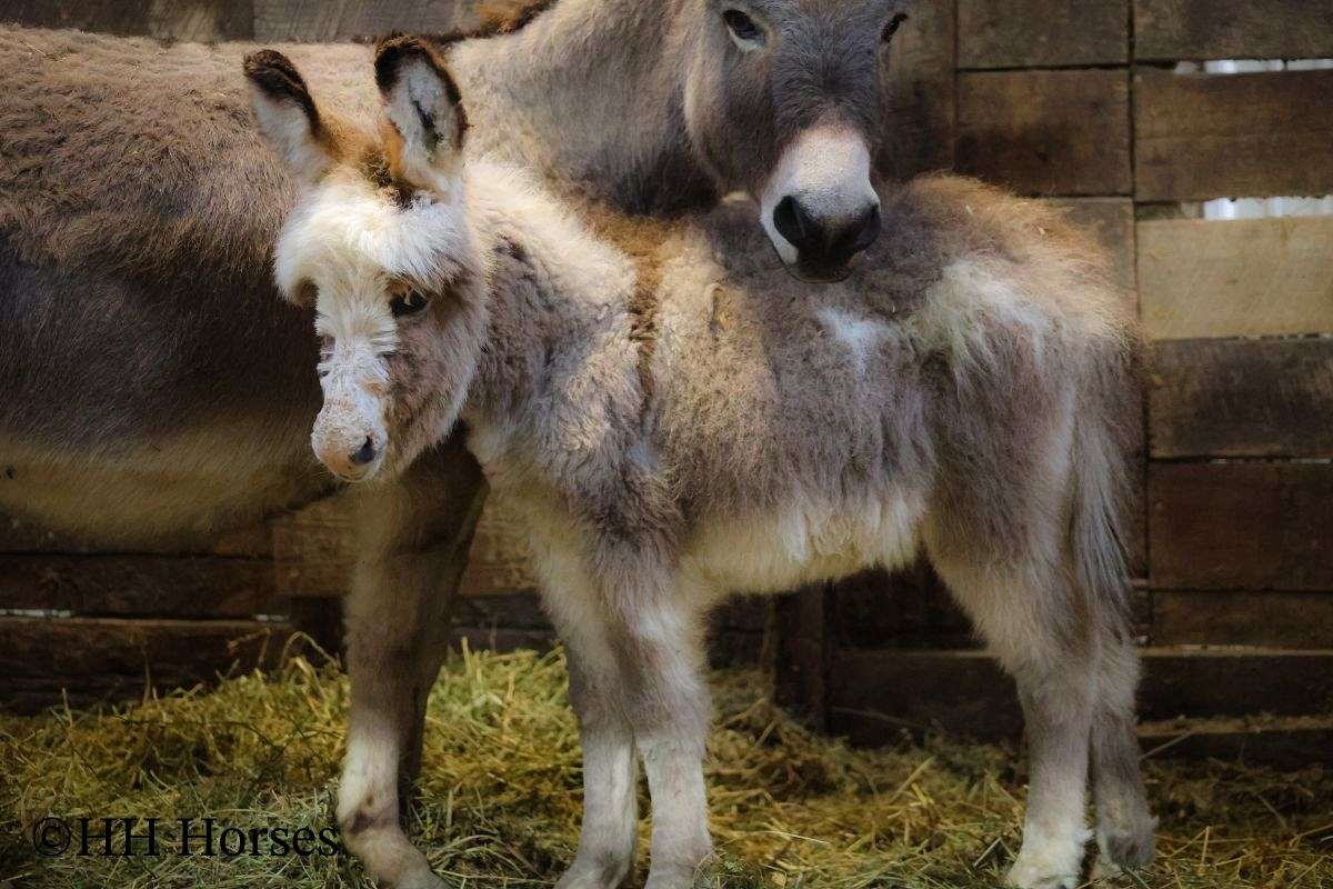 Super Cute Miniature Donkey Pair, 3 Week Old Jenny W/ Mother