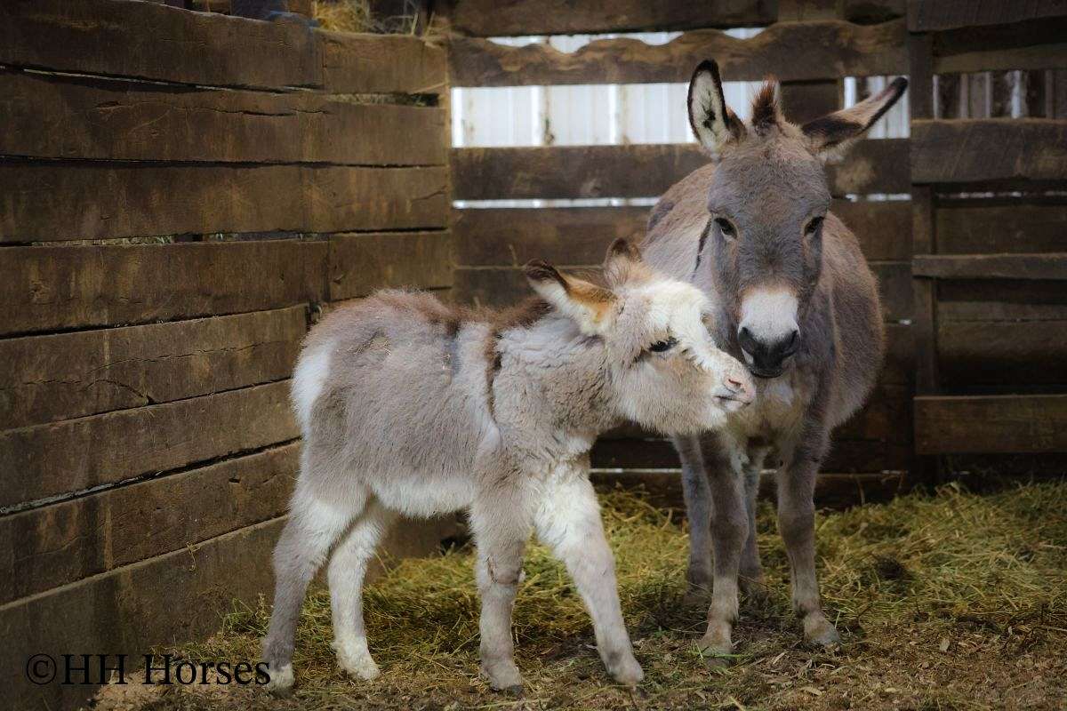 Super Cute Miniature Donkey Pair, 3 Week Old Jenny W/ Mother