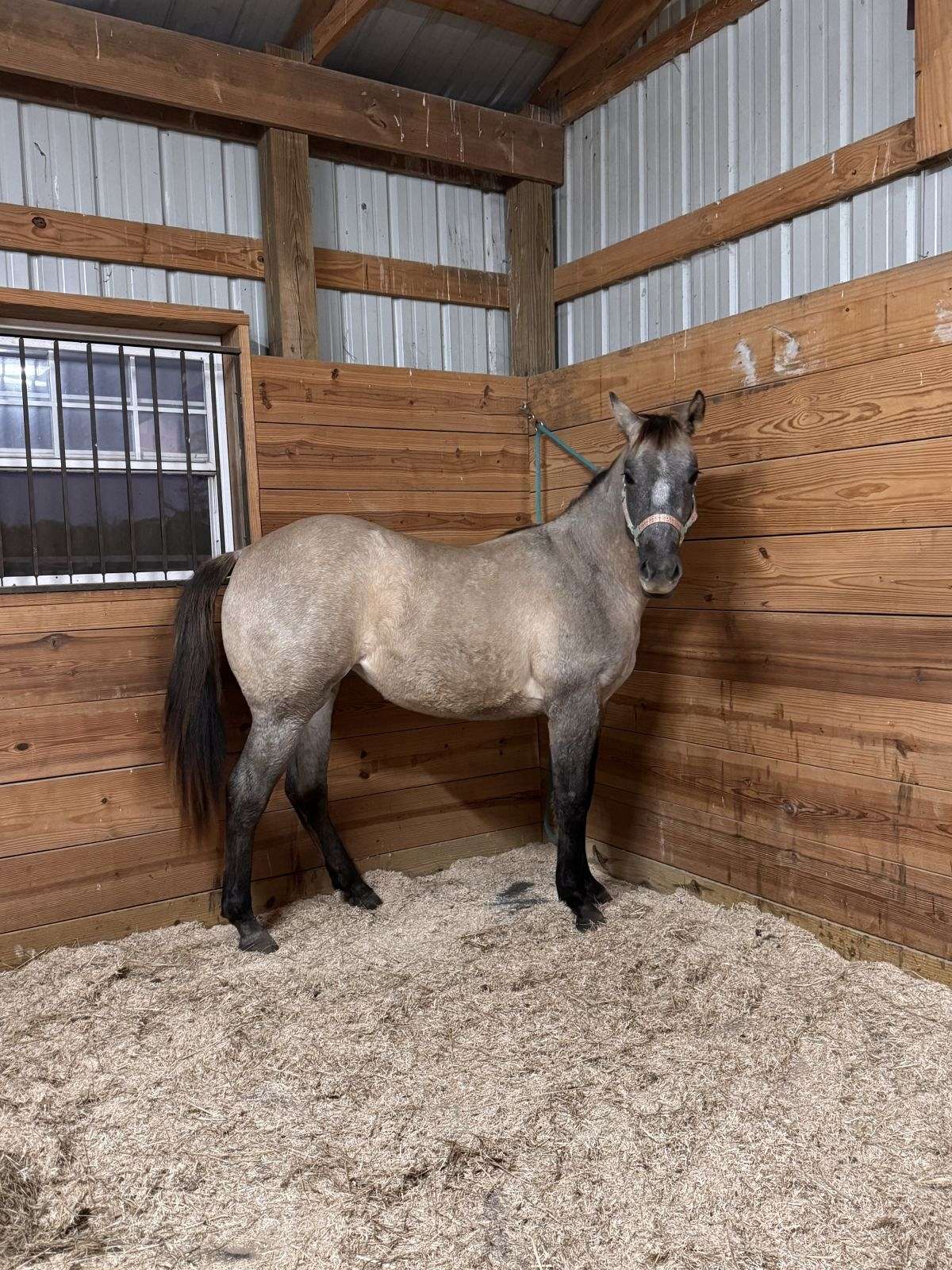 Coming 2 Yr Old Quarter Horse Filly